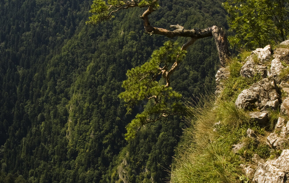 Sokolica w Pieninach – Szczur Forteczny